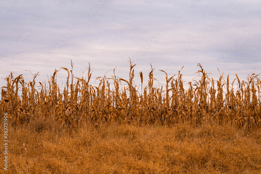 primer plano de campo de maíz seco para industria de alimentación en ...