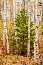 Lone Aspen Tree Free Stock Photo - Public Domain Pictures