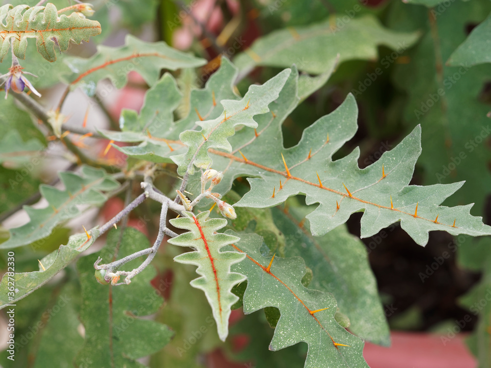(Solanum sisymbriifolium) Gros plan sur feuilles de morelle de Balbis ...