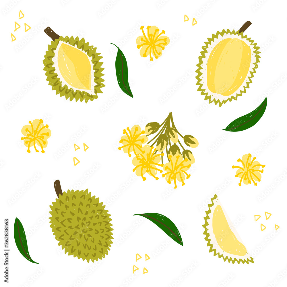 Durian hand drawn vector set. Durian fruit illustration collection ...