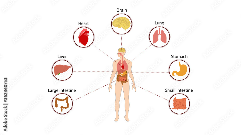 Human organs internal diagram, Body of human internal organs, brain ...