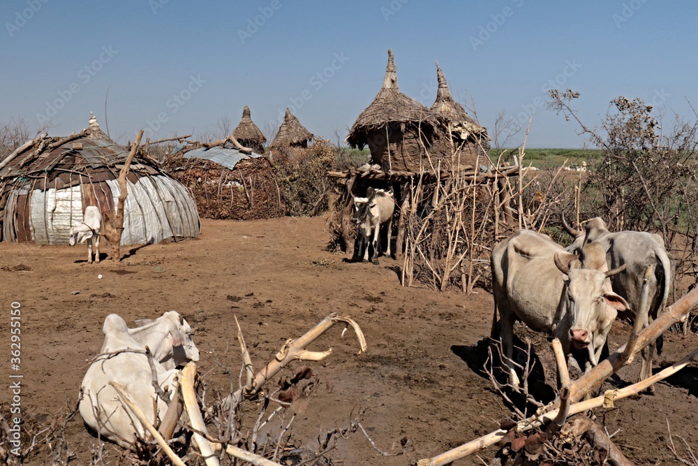 Dwellings and villages of Daasanach people. Near Omorate and the Omo ...