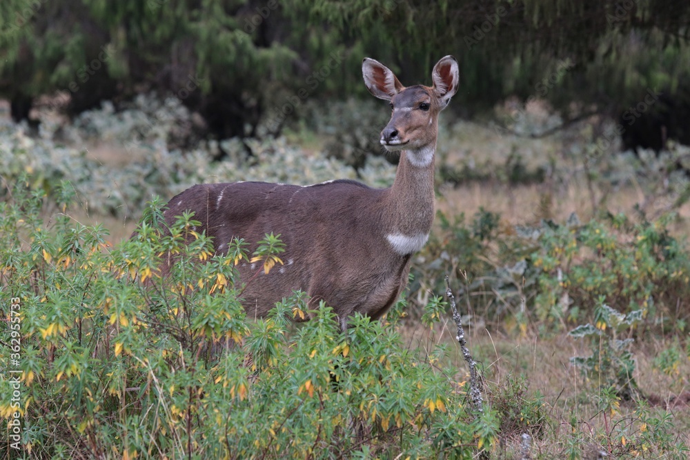 Nyala Mountain / Tragelaphus Buxtoni / .Very rare African Ungulate ...