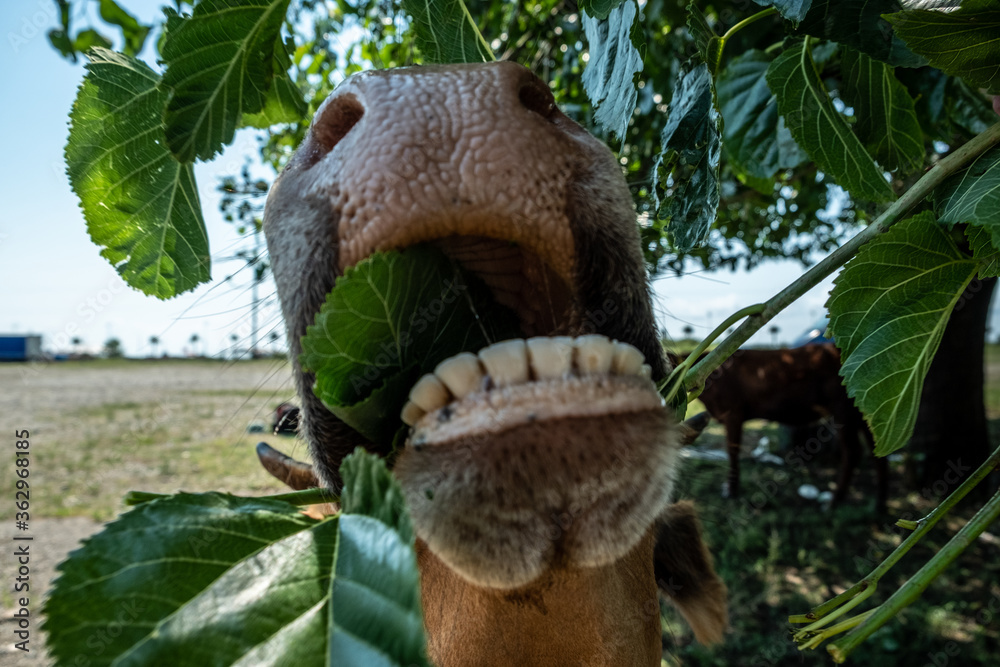 Portrait of a cow in the pasture. Animal head close up. Flies sit on ...