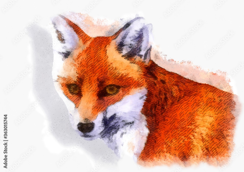 muzzle fox watercolor art on white background Stock Illustration ...