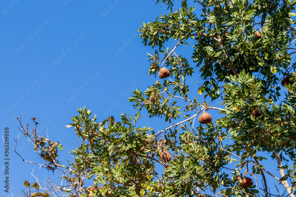 Foto de Stock Tingui - Magonia pubescens. | Adobe Stock