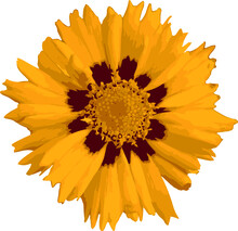 White Coreopsis Close-up Free Stock Photo - Public Domain Pictures