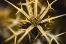 Prickly Weed Free Stock Photo - Public Domain Pictures
