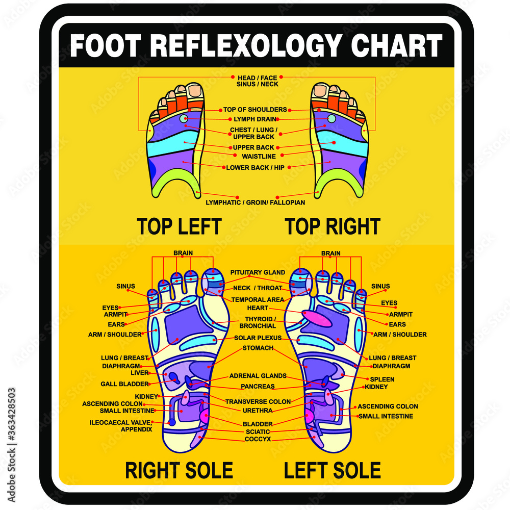 Foot Reflexology chart, poster and banner Stock Vector | Adobe Stock