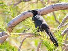 Great Tailed Grackle Bird Free Stock Photo - Public Domain Pictures