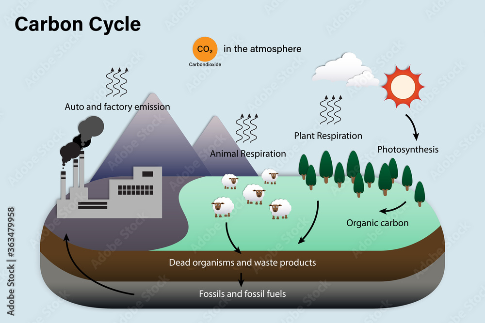 Diagram of Carbon cycle, Biogeochemical cycle for education chart Stock ...