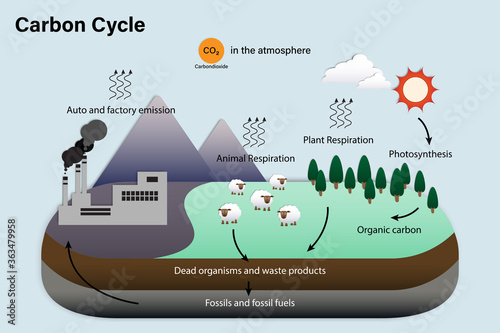 Diagram of Carbon cycle, Biogeochemical cycle for education chart Stock ...