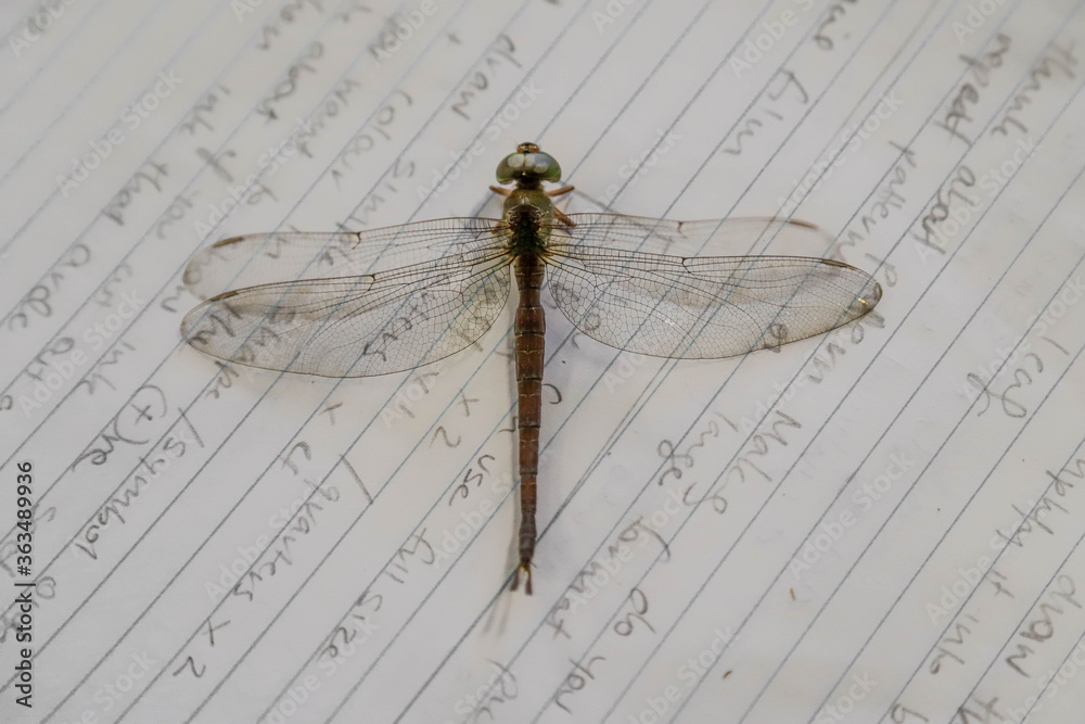 dragonfly on handwriting Stock Photo | Adobe Stock