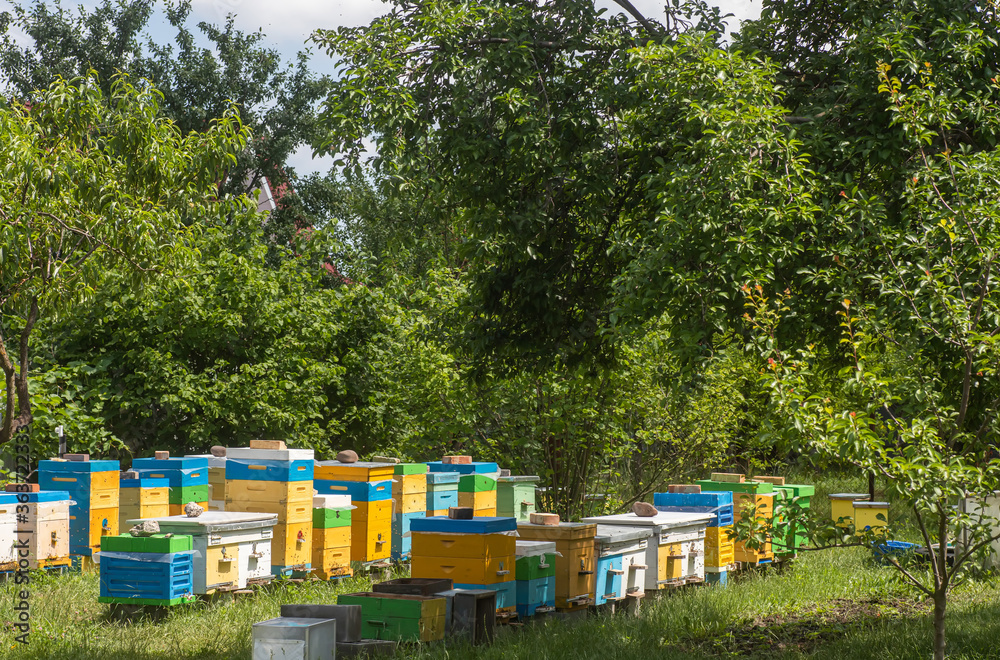 Single hull and multihull hives in apiary. Bees return to hives during ...