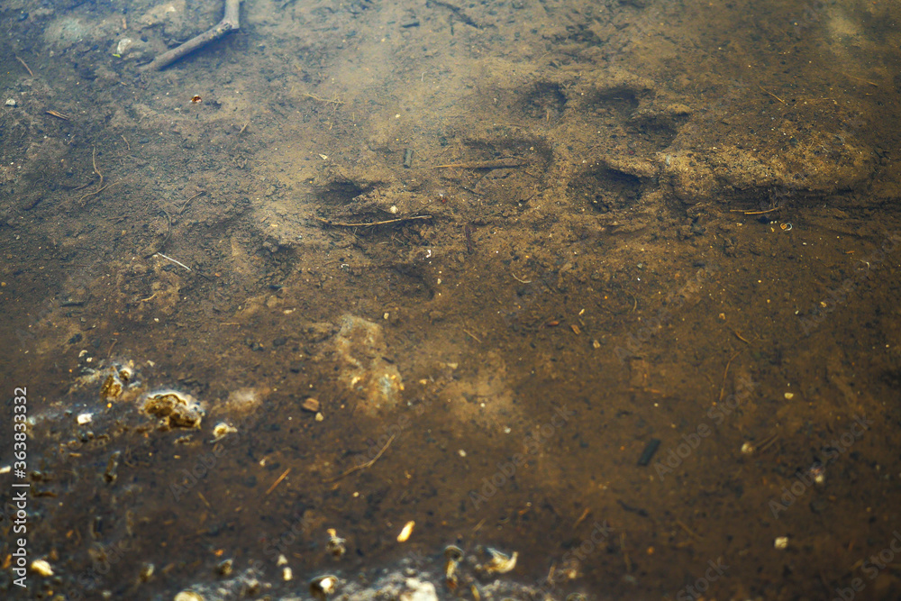 Animal foot prints in a puddle of water. Brown color soil. Stock Photo ...