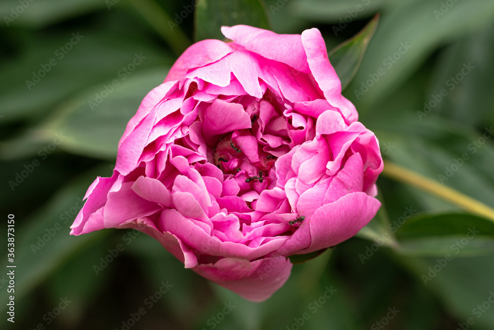 Peony is a genus of herbaceous perennials and deciduous shrubs. Flowers ...