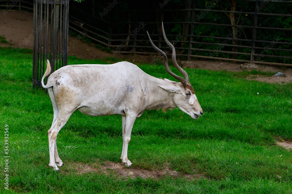 Fotografie The addax (Addax nasomaculatus), also known as the white ...