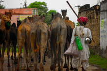 Cowboy Free Stock Photo - Public Domain Pictures