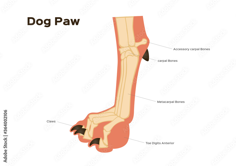 dog foot paw and leg anatomy / infographic chart vector on white Stock ...