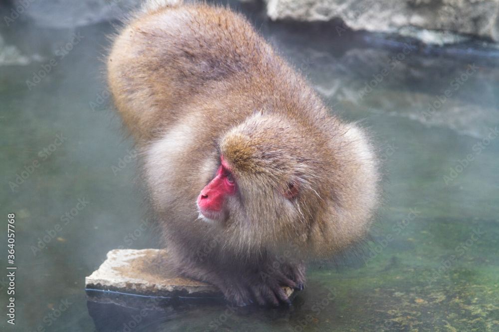 Snow monkeys in a natural onsen (hot spring), located in Jigokudani ...