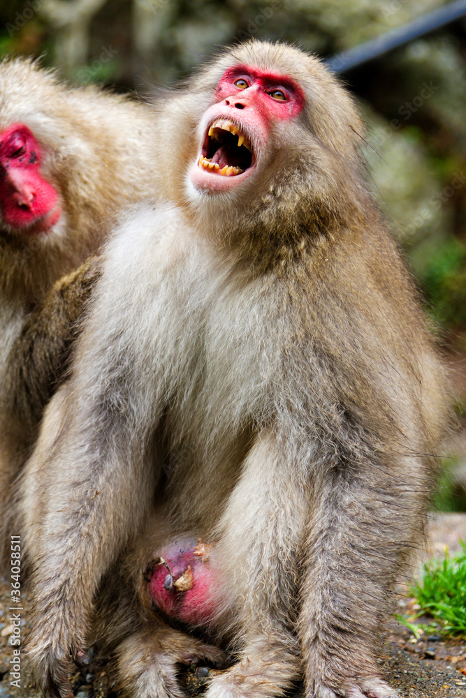 Snow monkeys in a natural onsen (hot spring), located in Jigokudani ...