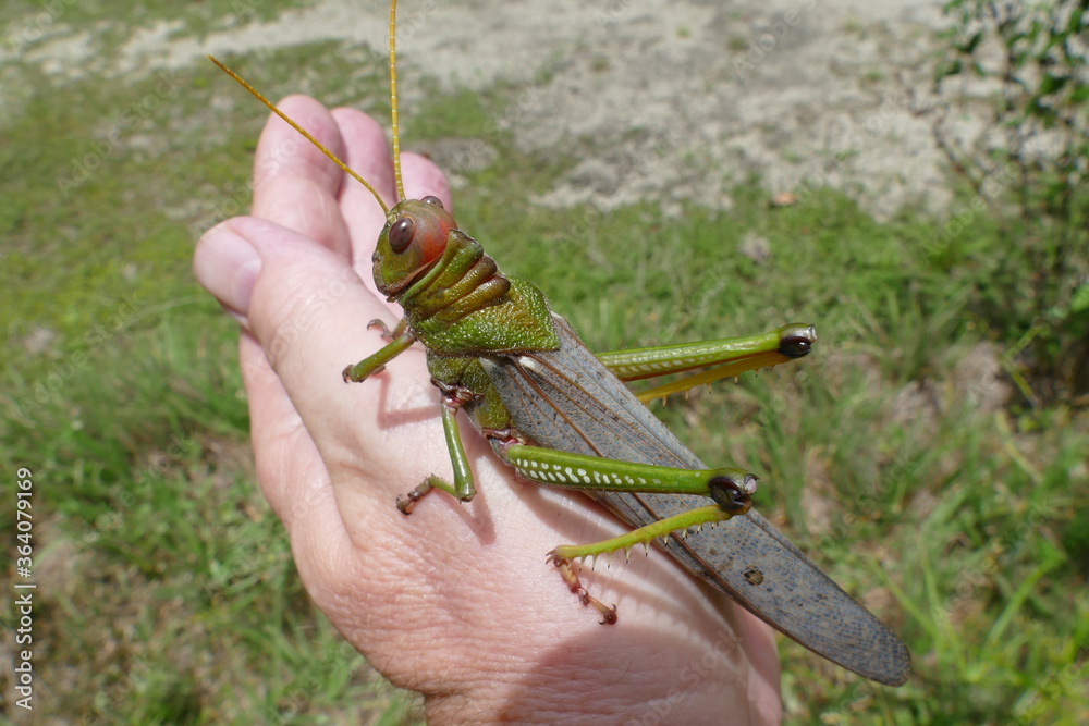Giant South American grasshopper (Tropidacris violaceus) sitting on the ...
