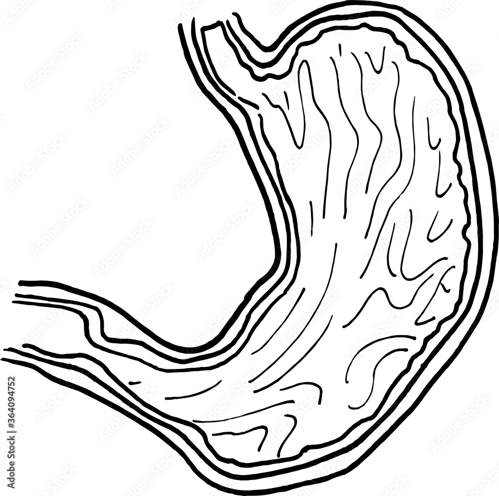 Contour vector outline drawing of human stomach organ. Medical design ...