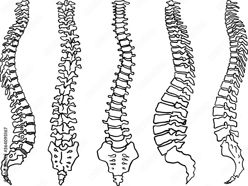 Contour vector outline drawing of human spine skeleton. Medical design ...