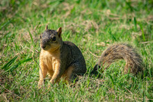 Squirrel Eating Seeds In Grass Free Stock Photo - Public Domain Pictures