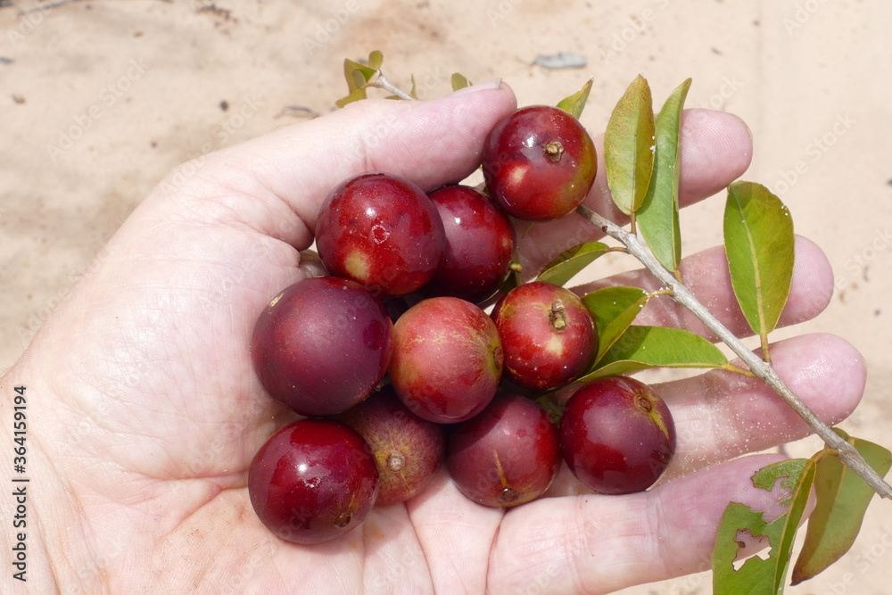 Ripe Camu Camu fruit in the hand, also called CamoCamo or Cacari ...