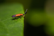 Banded Net-winged Beetle Close-up Free Stock Photo - Public Domain Pictures