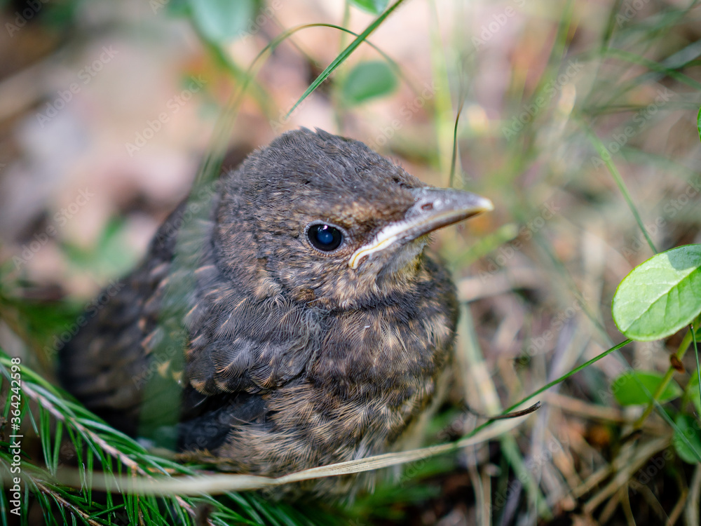 Photo Stock Young bird hiding in the grass. fieldfare nestling sitting ...