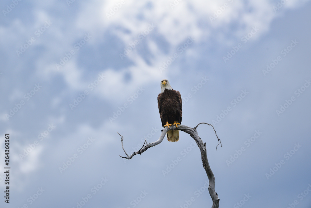 Amazingly beautiful Bald Eagle perched on a dead tree with blue sky ...