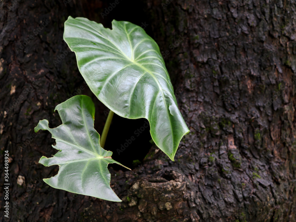 Wild colocasia or elephant- ear or cocoyam growing in a hole in the ...