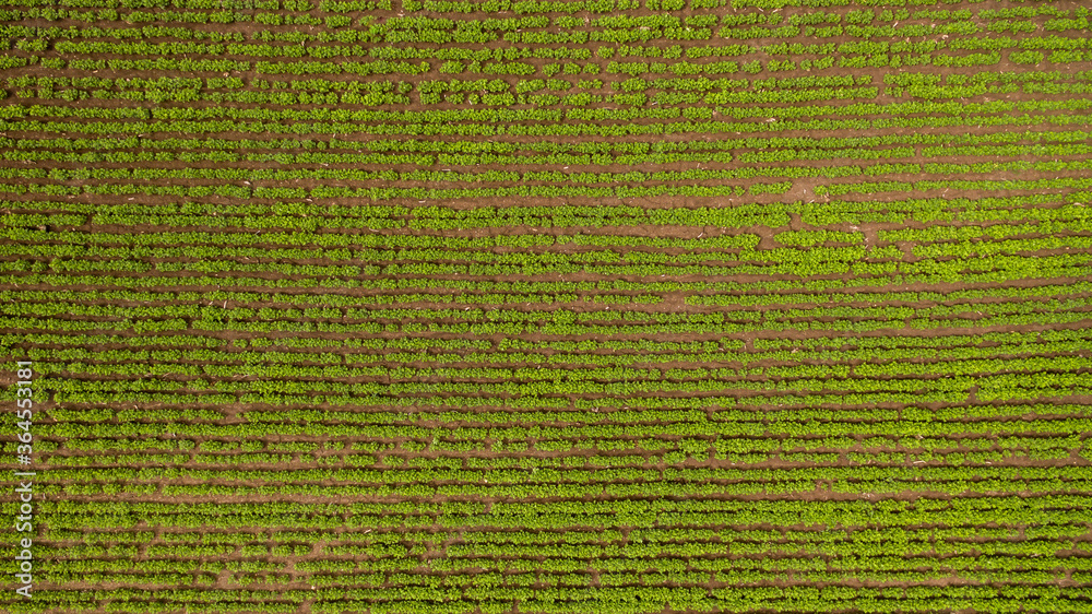 corn field from the top view. Aerial view .Rows of corn field in ...