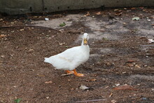 Domestic Goose Looking At Camera Free Stock Photo - Public Domain Pictures