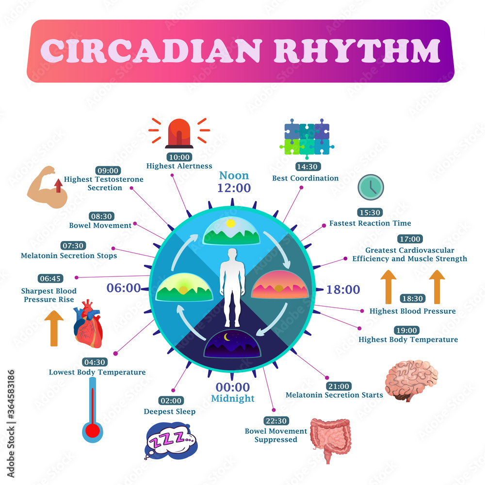 Circadian Rhythm - Body Daily Cycles Stock Vector | Adobe Stock