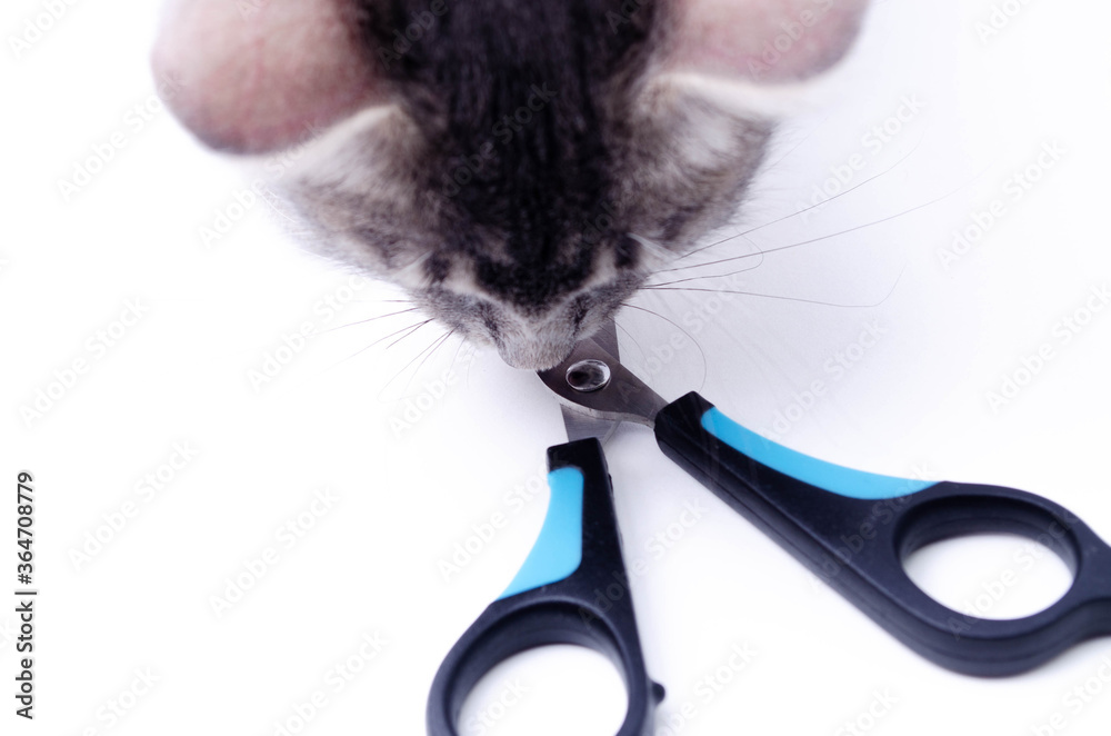 Cat claw scissors for cats with black and blue handle on a white ...