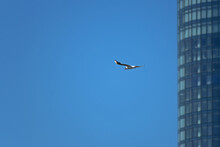 Bird Flying Past Window Free Stock Photo - Public Domain Pictures
