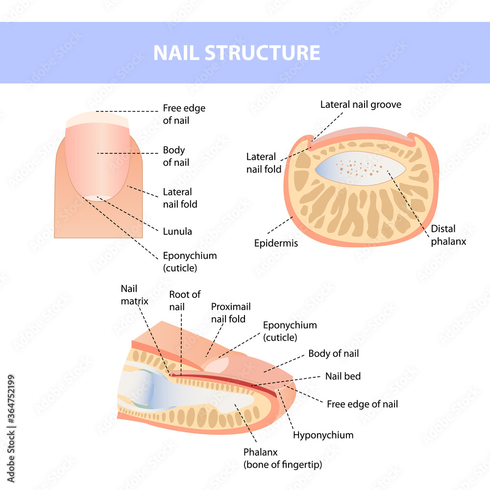 Anatomical training poster. Fingernail Anatomy. Cross-section of the ...