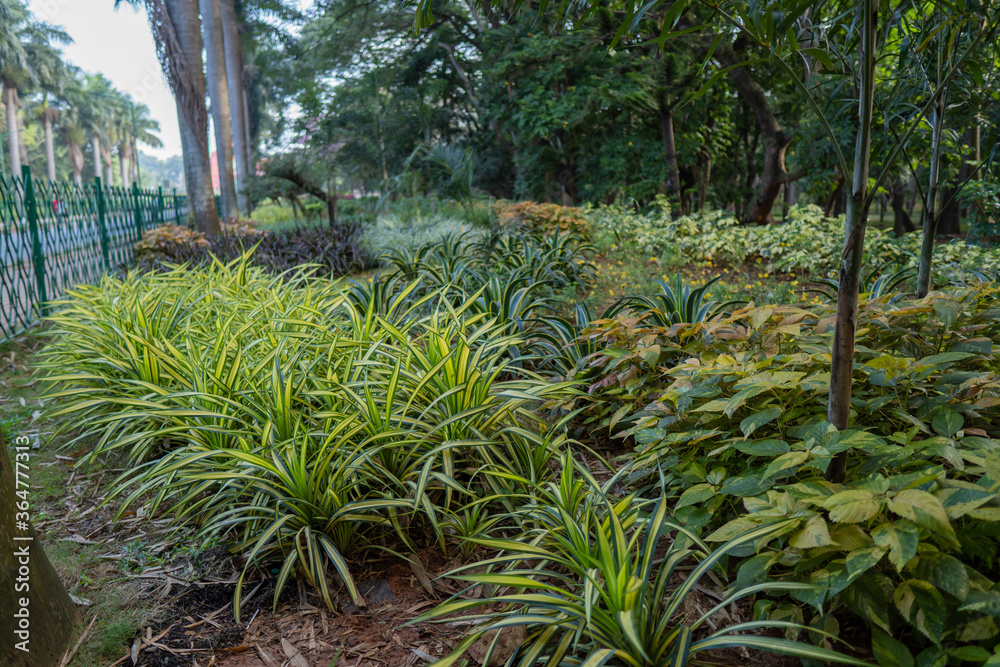 Different types of botanical trees in cubbon park Stock Photo | Adobe Stock
