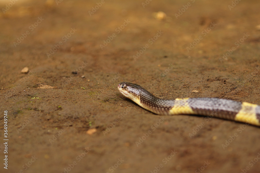 Bungarus candidus, commonly known as the Malayan krait or blue krait ...