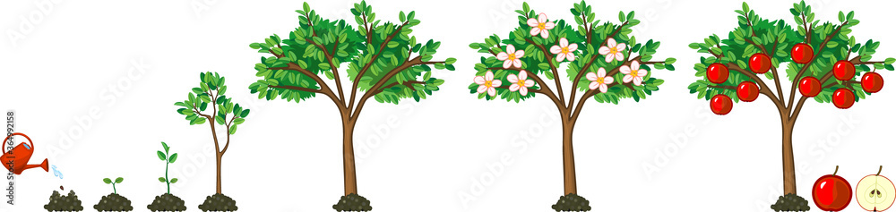 Life cycle of apple tree. Stages of growth from seed and sprout to ...