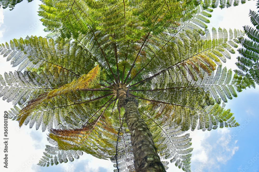 Many giant fern trees in a tropical rain forest with a background of ...