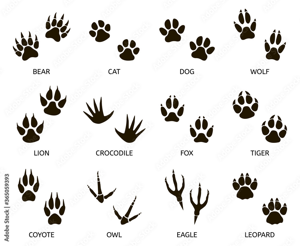 Predator footprint. Wild animals paw prints, cat, bear, tiger, fox and ...
