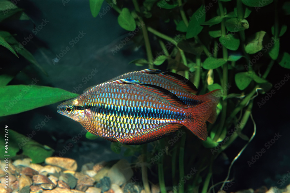 Photo Stock The banded rainbowfish (Melanotaenia trifasciata), also ...