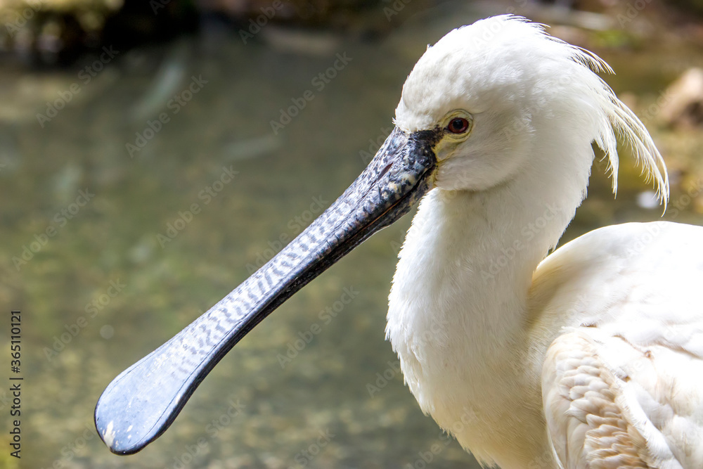 The Eurasian spoonbill (Platalea leucorodia) is a wading bird of the ...