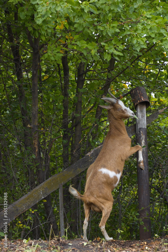 Goat in nature. The goat stands on its hind legs near the old fence and ...