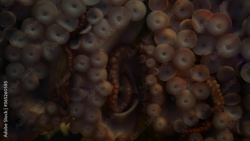 Weird octopus with suckers on arms. Giant squid tentacles macro close ...