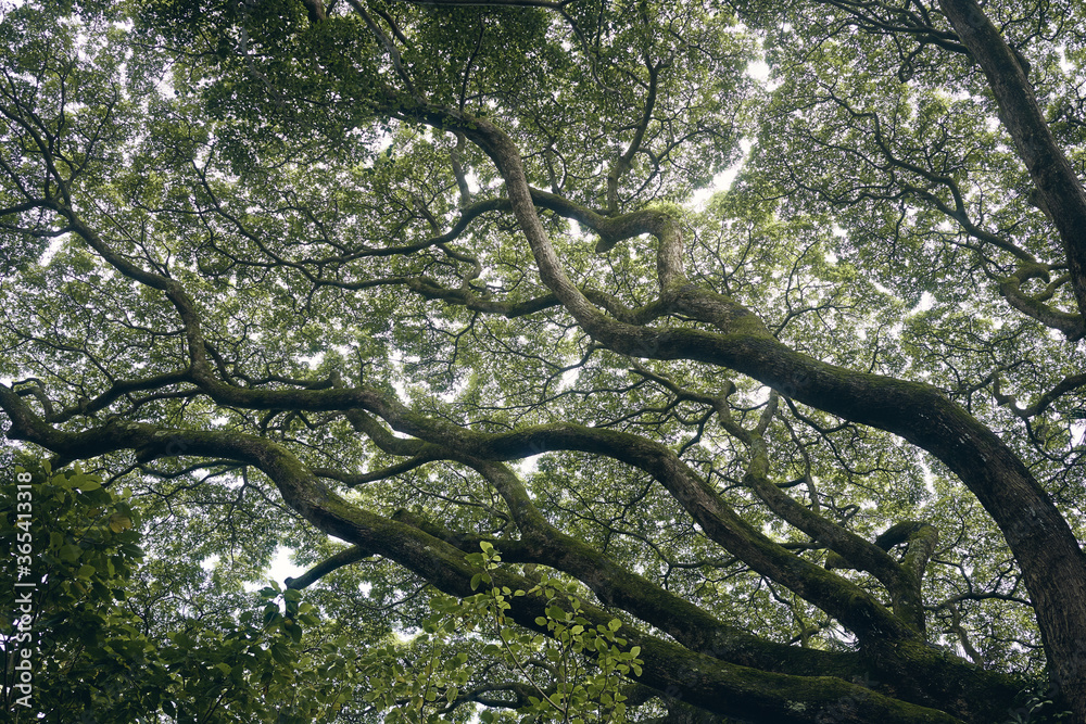 Canopy of a monkey pod tree (Samanea saman) in a tropical forest on the ...
